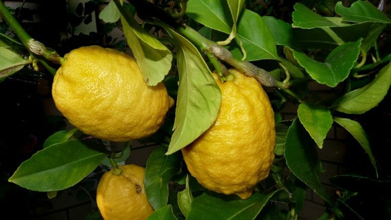 Citron: Det händer i kroppen om du dricker citronvatten eller äter citroner