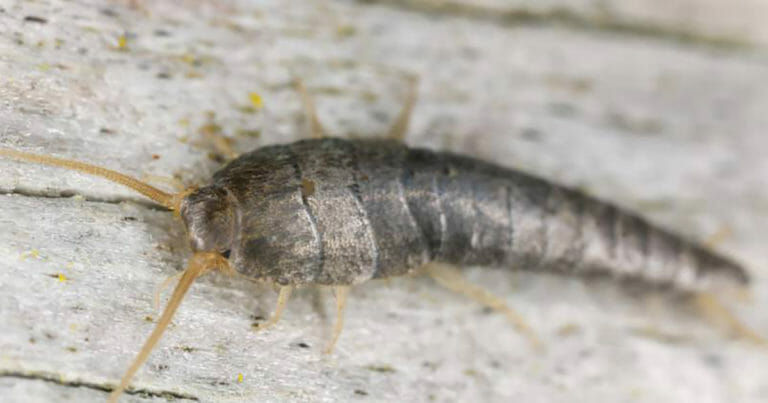 Så blir du av med silverfisk i hemmet – 5 effektiva tips