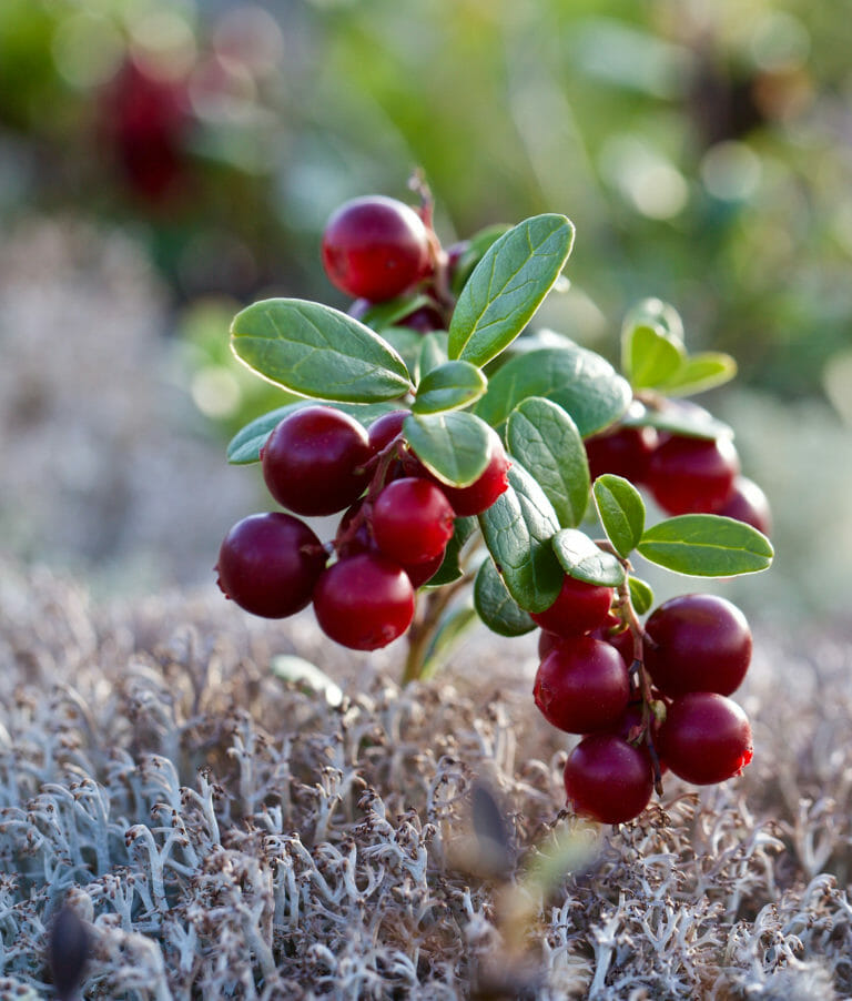 Premiär för Lingon-GT: Så gör du söta och friska drinken som omfamnar ...