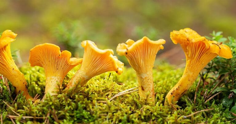 Sommarkantareller: Var finns dem, utseende, skogar