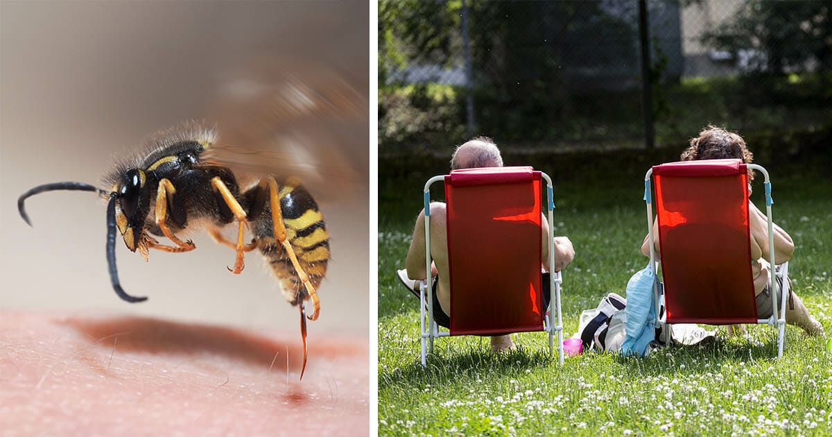 Enkla knepet för att hålla getingar borta i sommar – endast 2 ...