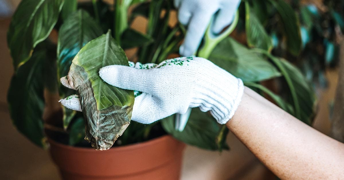 Genialiskt: En ingrediens som räddar dina vissna växter bums – som du ...