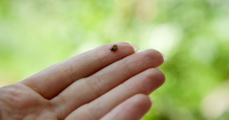 A simple trick everyone should know: do this if you find a tick on your ...