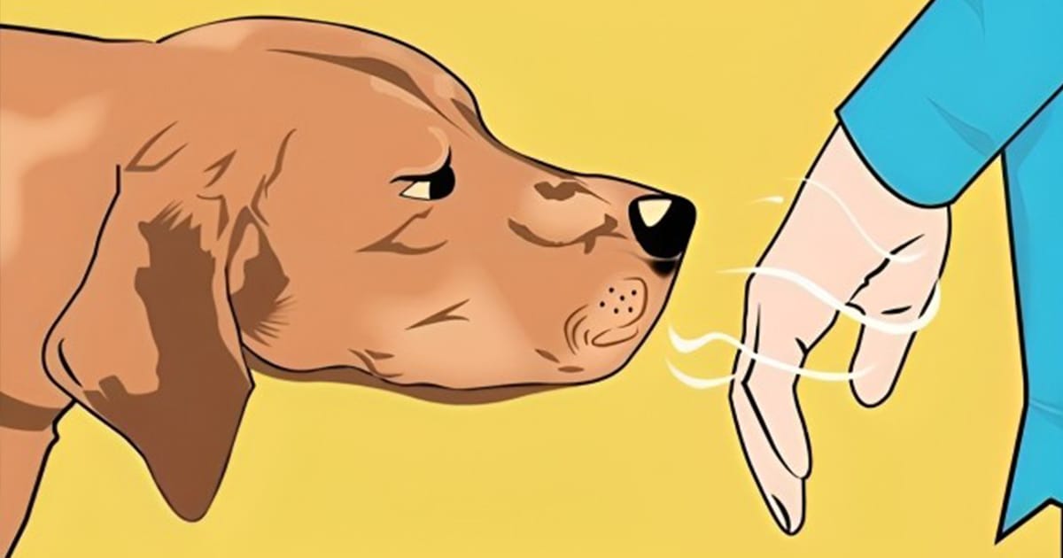 How dogs can know if a person is good or bad