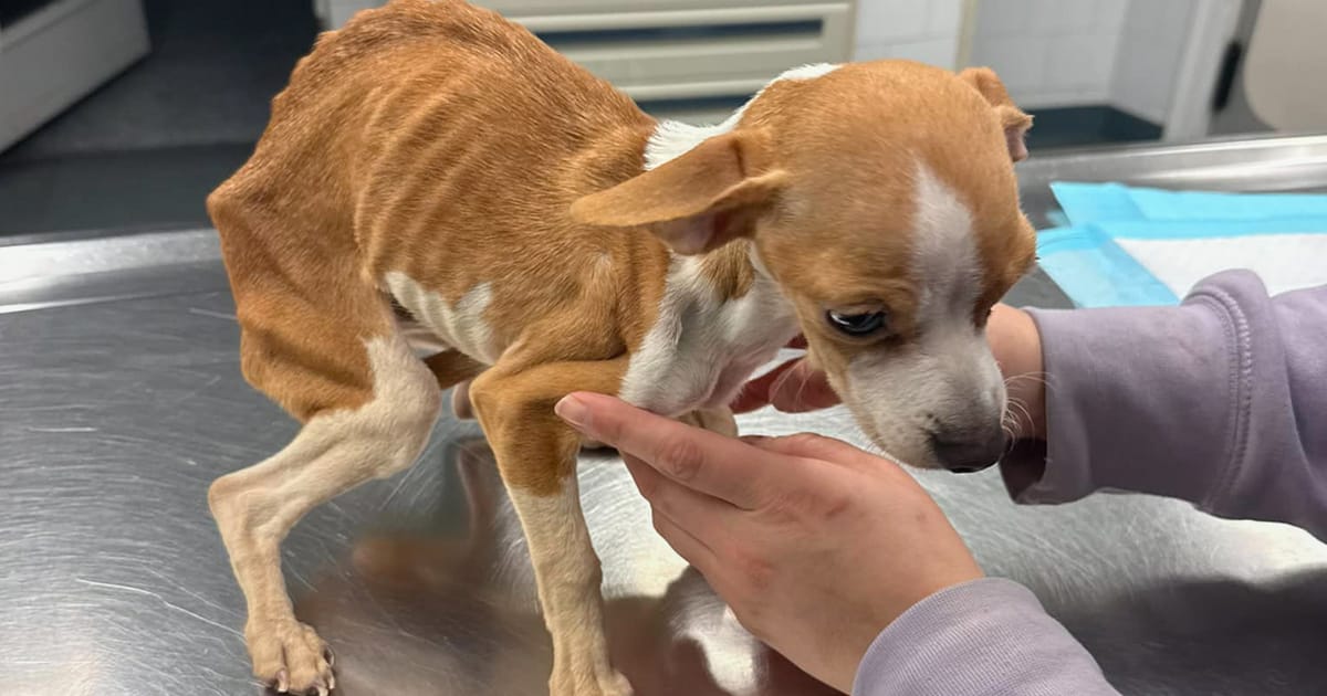 Emaciated Puppy Abandoned in Apartment Refused to Give Up