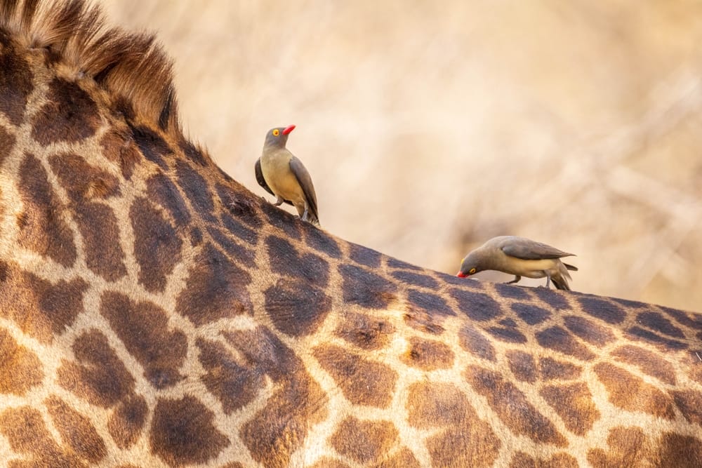 This giraffe left photographer speechless, then sad truth is revealed