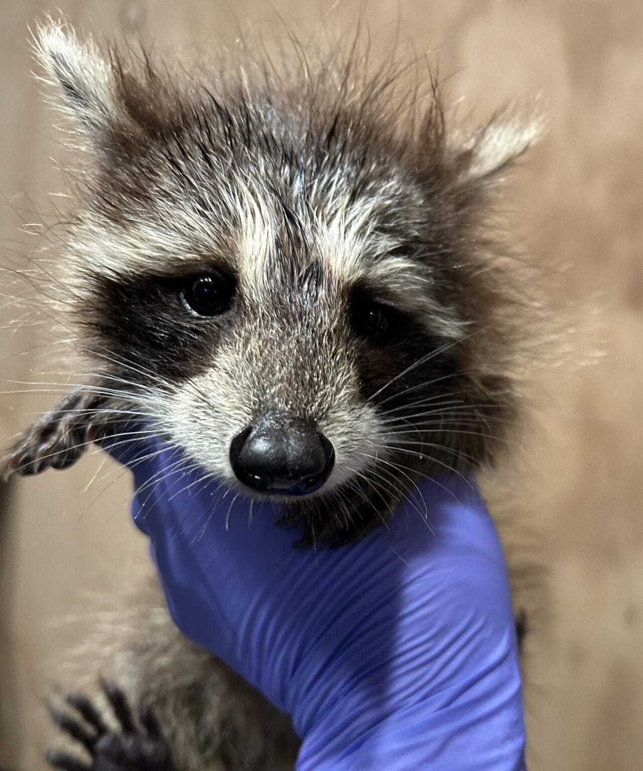 Lonely baby raccoon waits on porch after storm