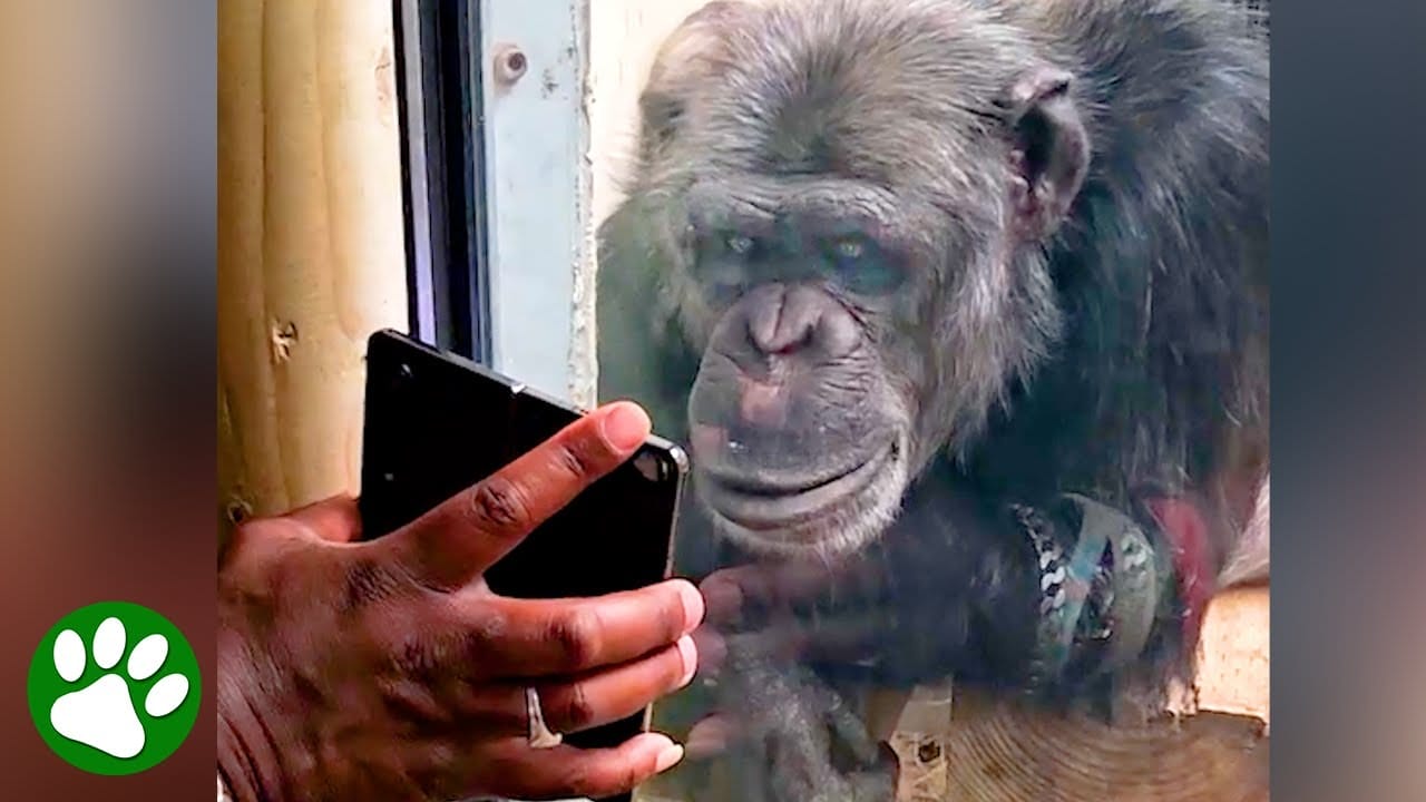Chimp's reaction to watching King Kong