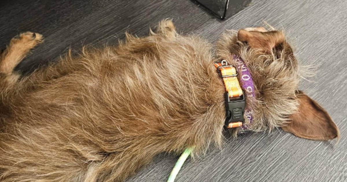 Lost dog found 2,000 miles away after five years